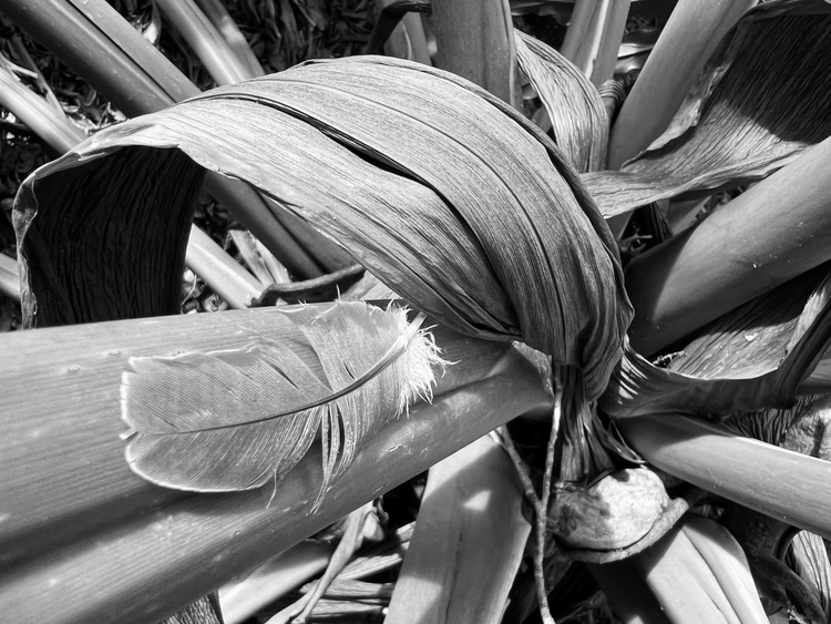 Feather Fotos by Brenna – Feather Fotos by Brenna